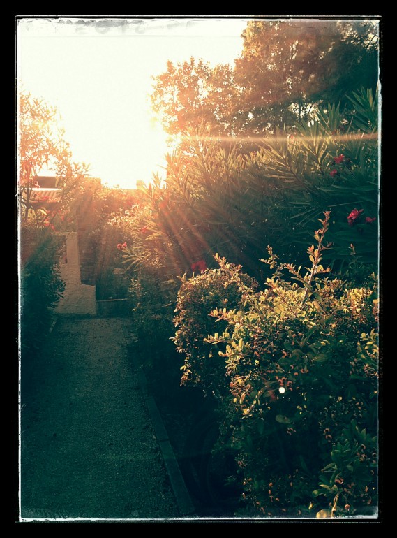 Sunset in the garden - Miguel Cyrille Photographe